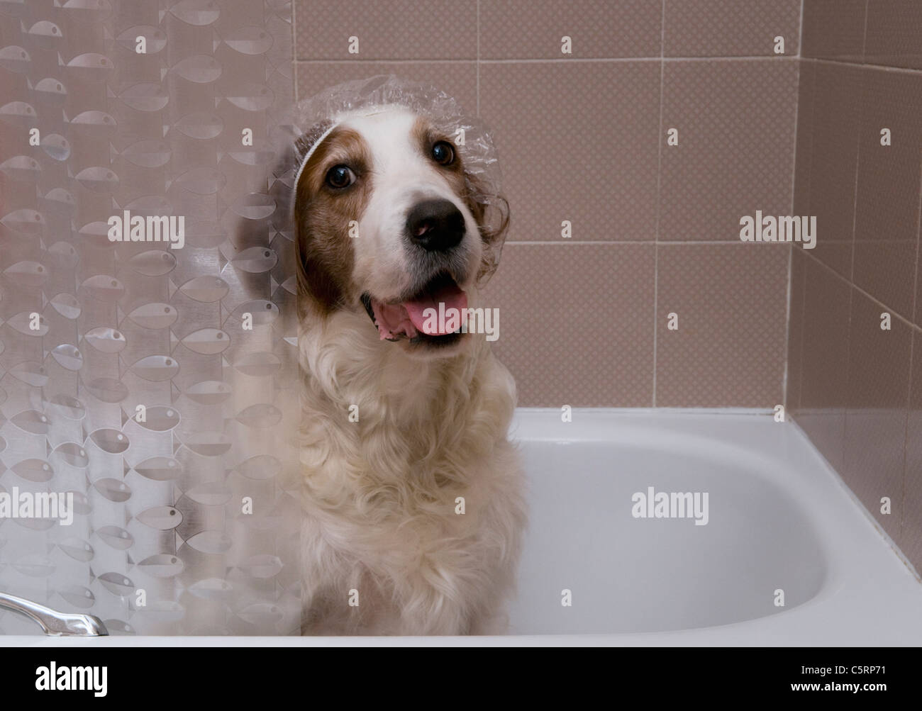 Dog wearing cap hi-res stock photography and images - Alamy