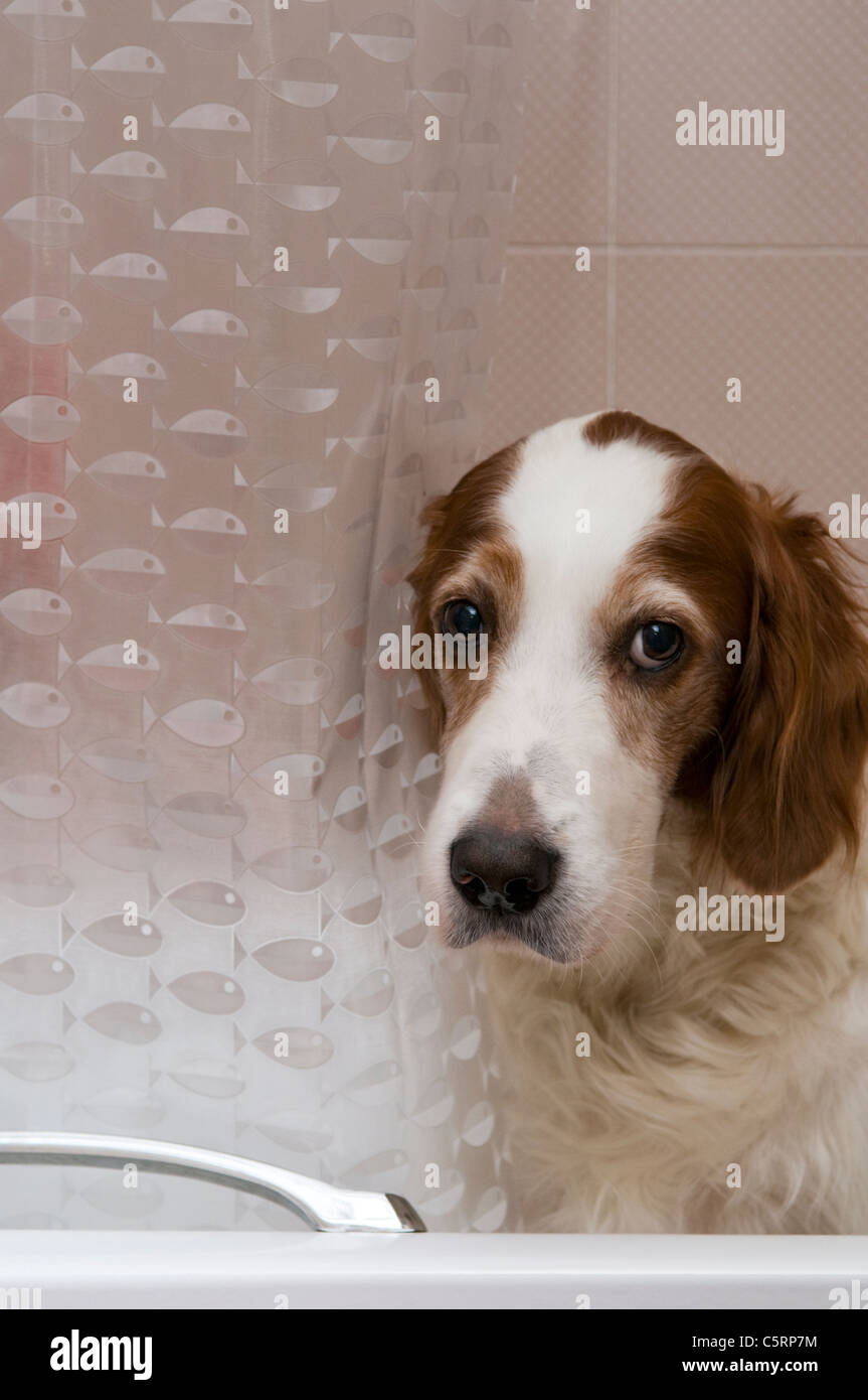 Dog bath hi-res stock photography and images - Alamy