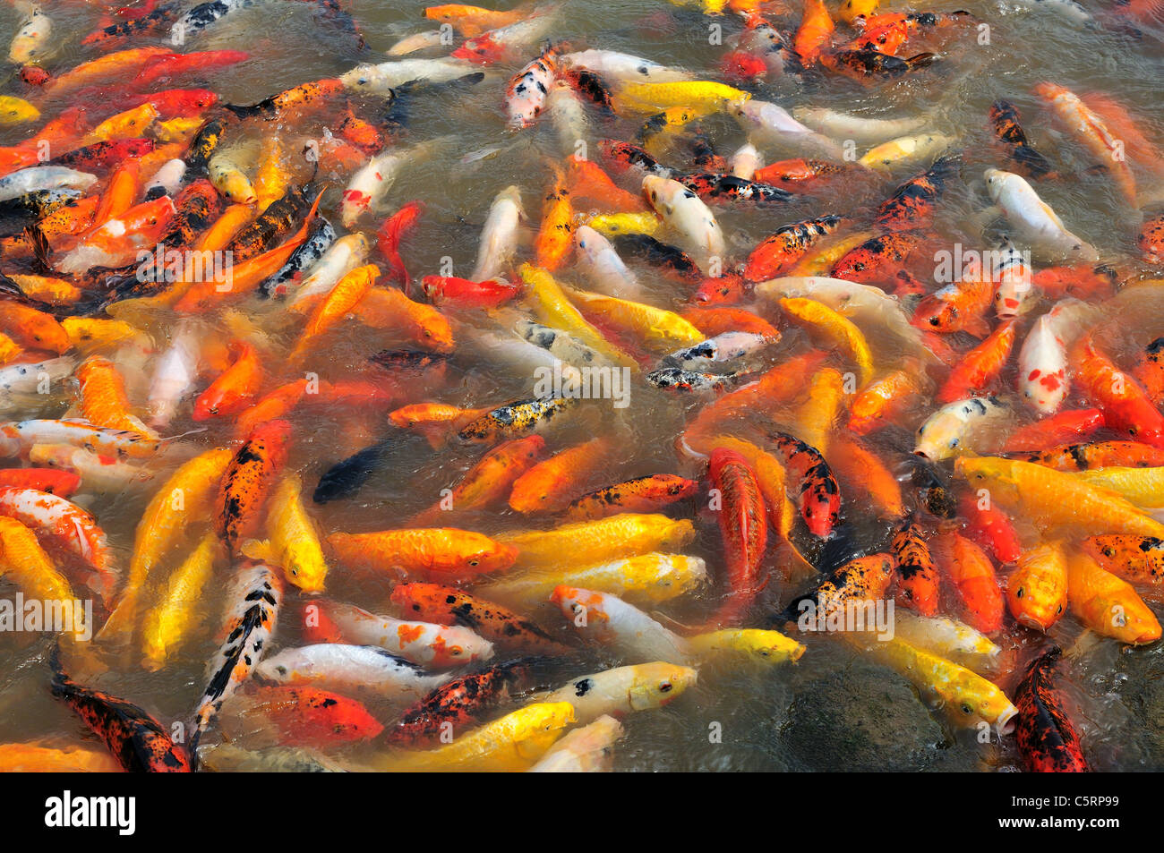 A pond crowded with koi carps Stock Photo - Alamy