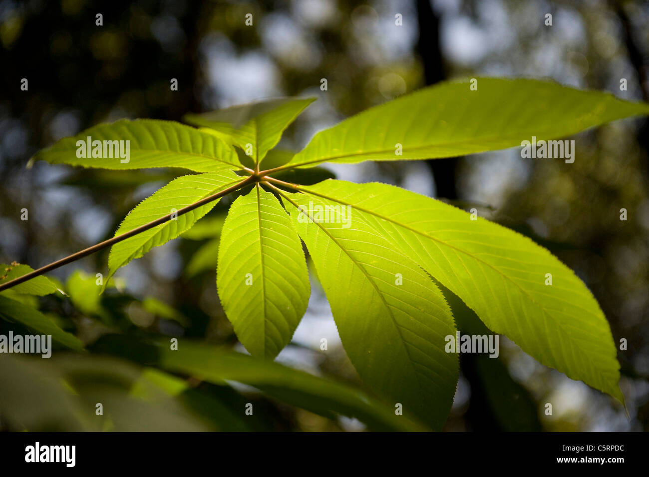 forest leaf in the sunlight Stock Photo - Alamy