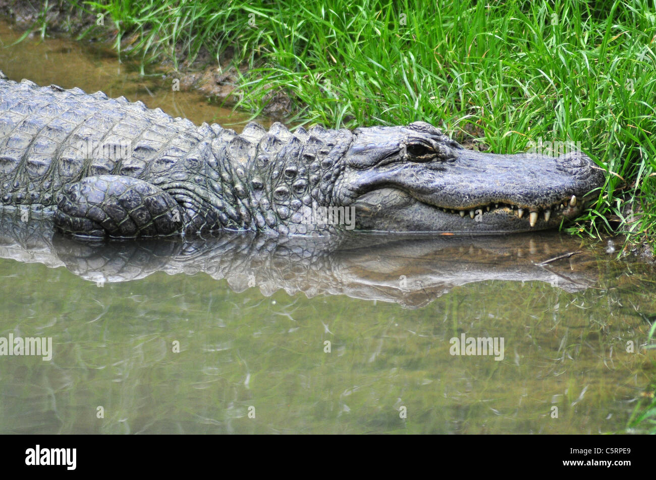 A head shot of a alligator laying in the water by the edge of the grass ...