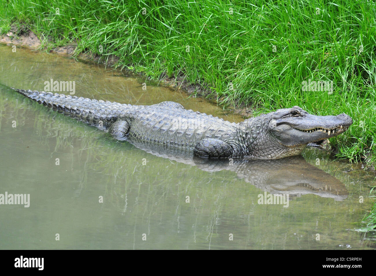 A alligator is laying in the water by the grass Stock Photo - Alamy
