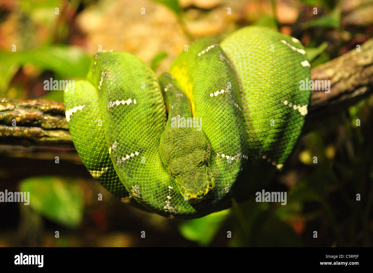 Reptile snake boa emerald tree hi-res stock photography and images - Alamy