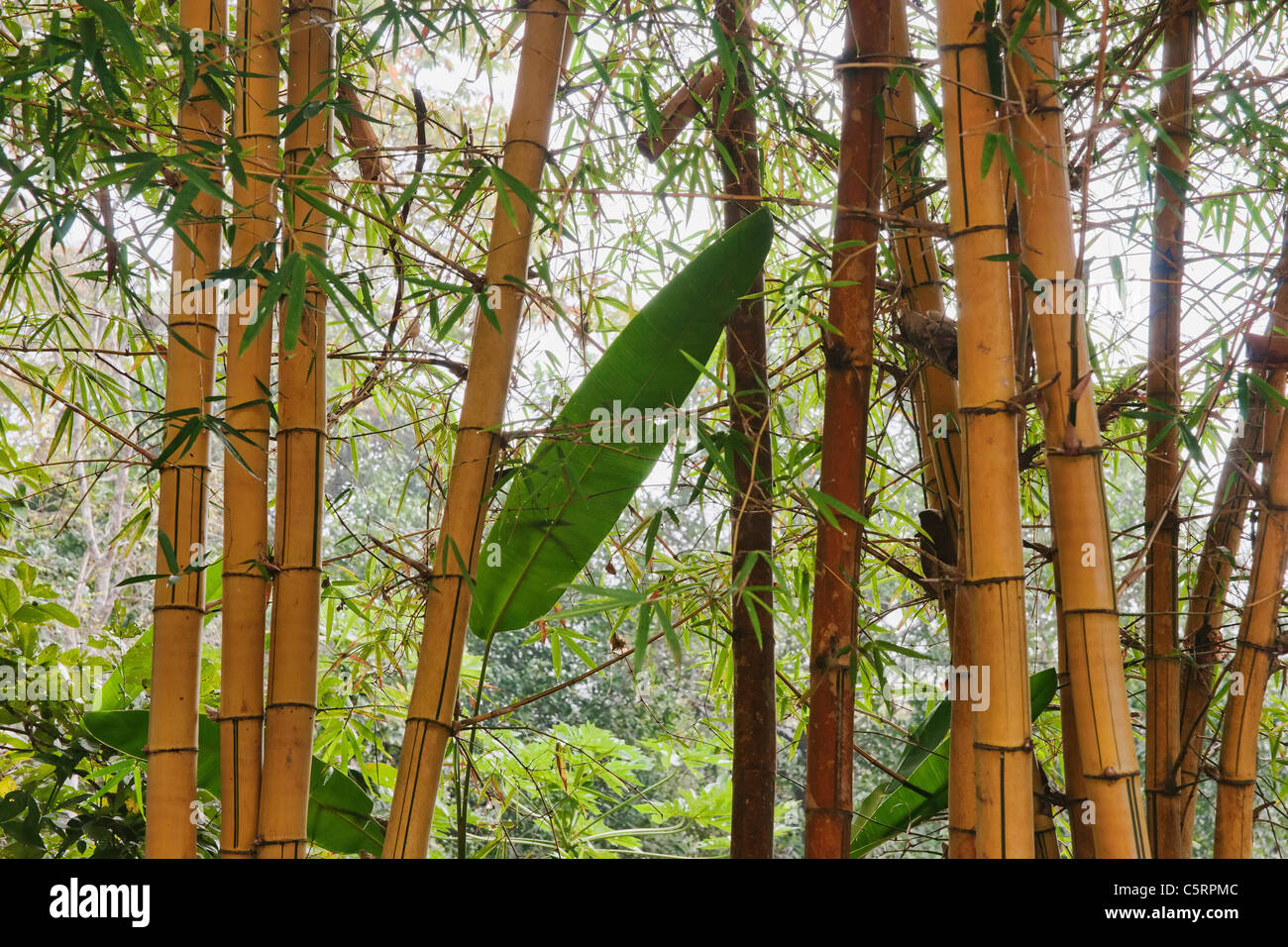 Wood poles hi-res stock photography and images - Alamy