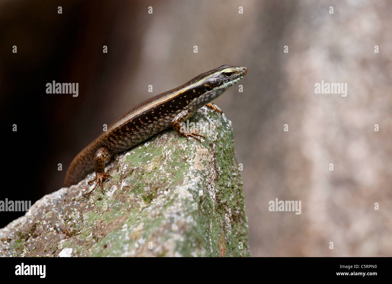 skink lizard sits in the sun on a rock Stock Photo - Alamy