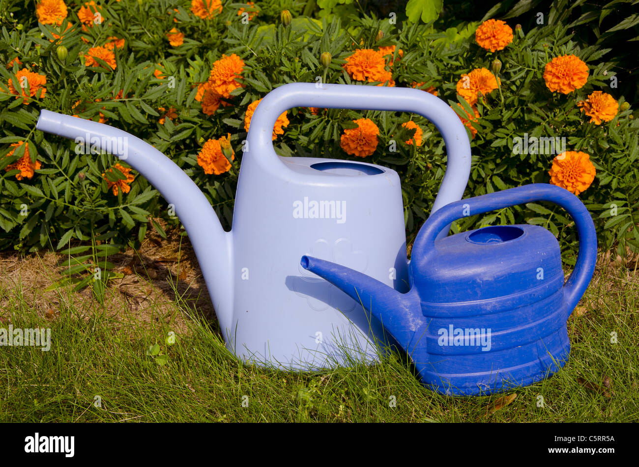 Two blue watering-cans near orange flowers waiting for the drought ...