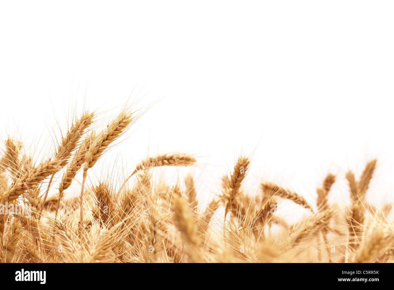 Wheat ears isolated on white Stock Photo - Alamy