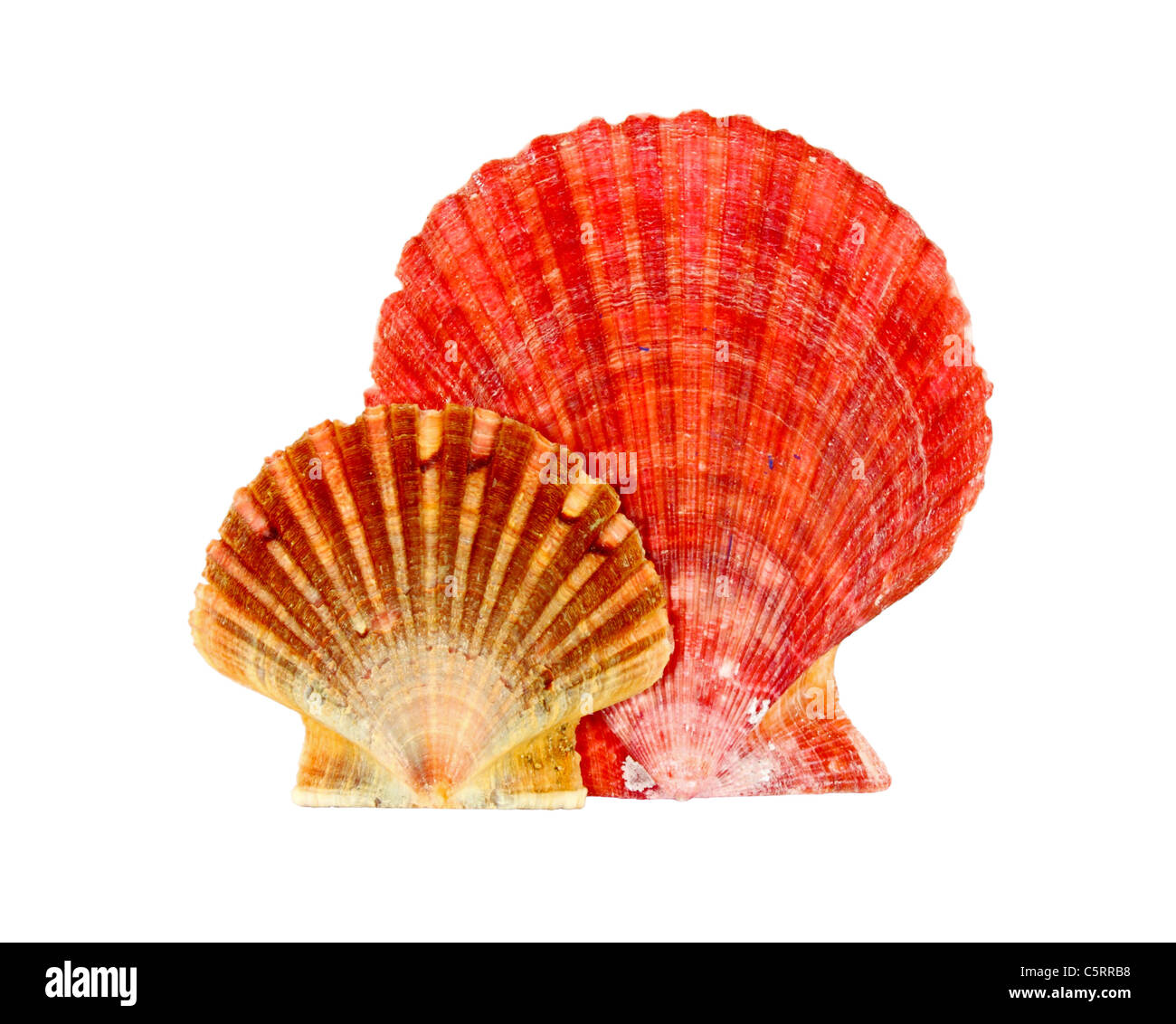 Two scallop hi-res stock photography and images - Alamy
