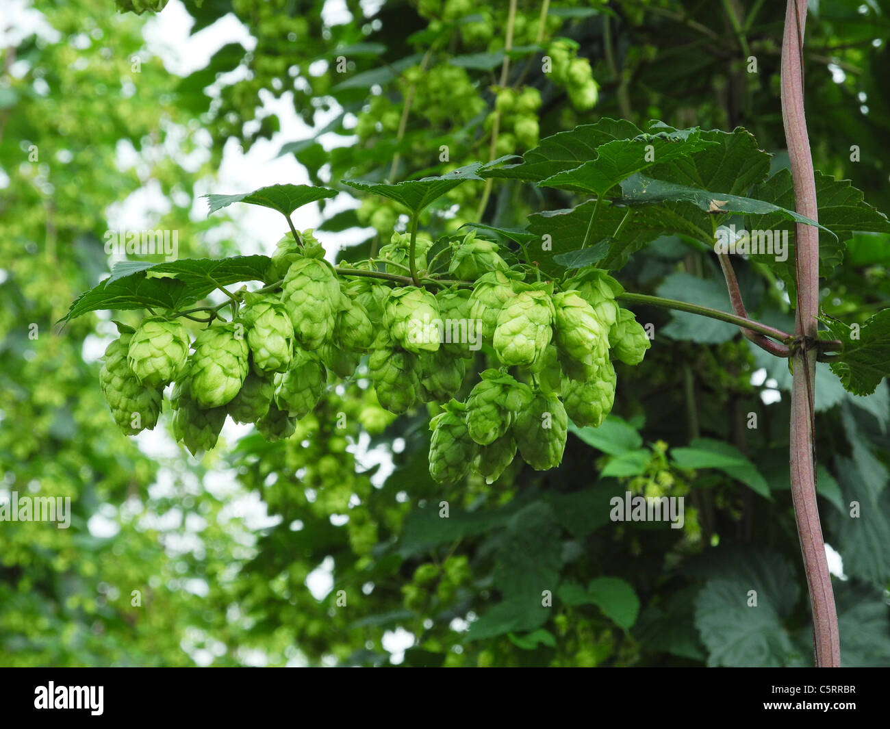Hops cone hi-res stock photography and images - Alamy