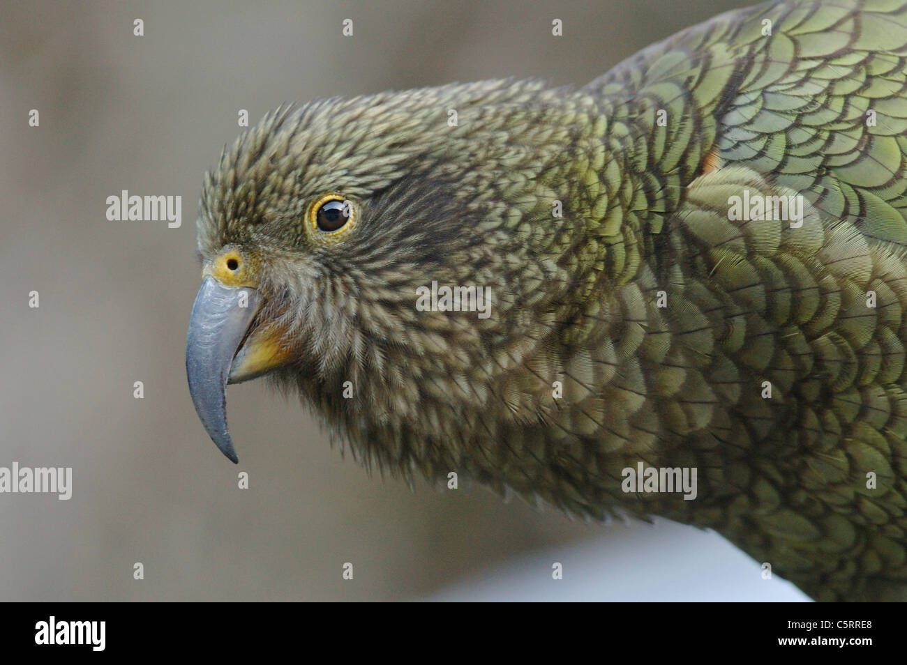 Kea Parrot (nestor notabilis) at Arthur's Pass in New Zealand Stock ...