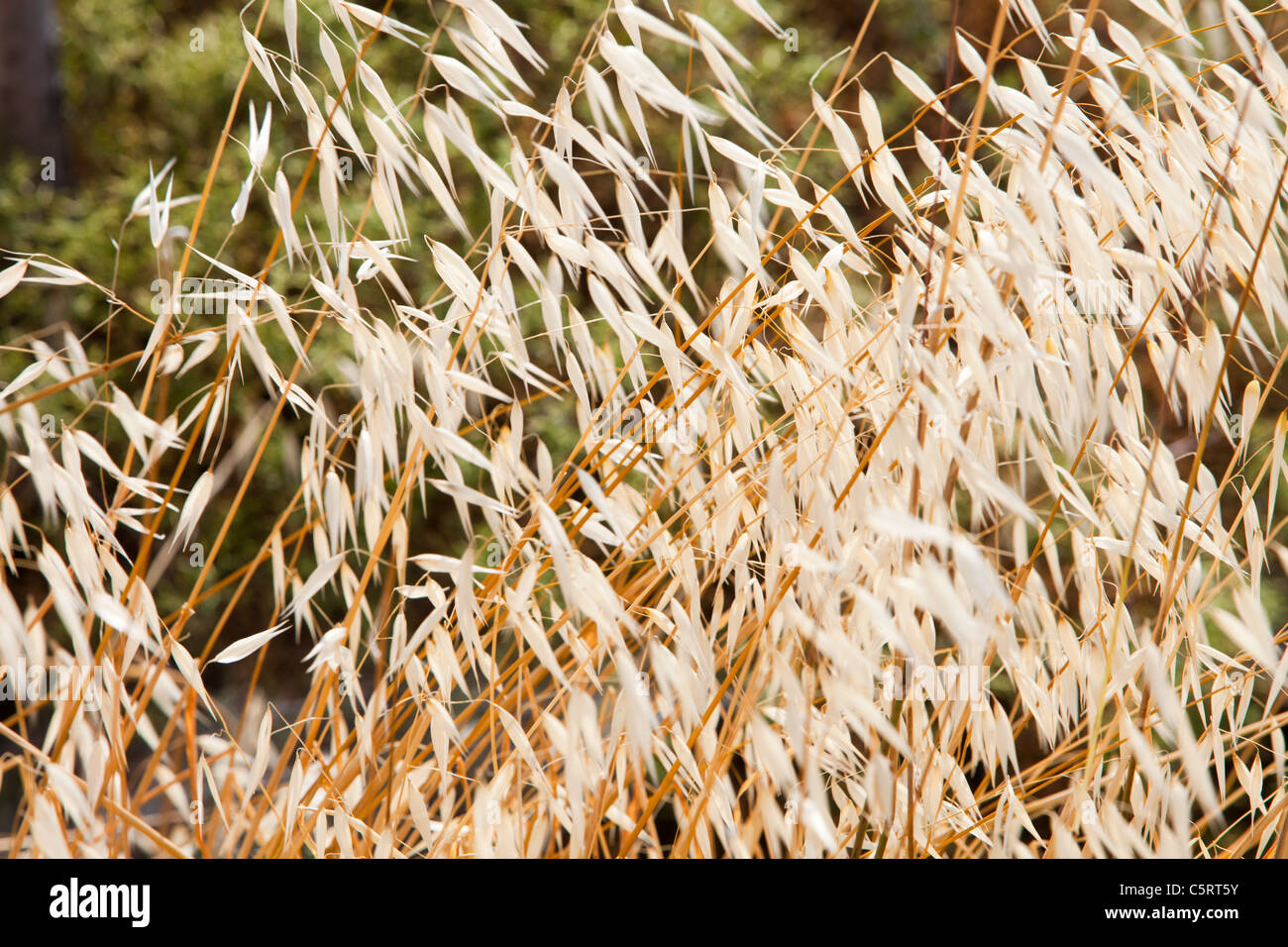 Dried grass seed heads on Lesbos, Greece Stock Photo - Alamy