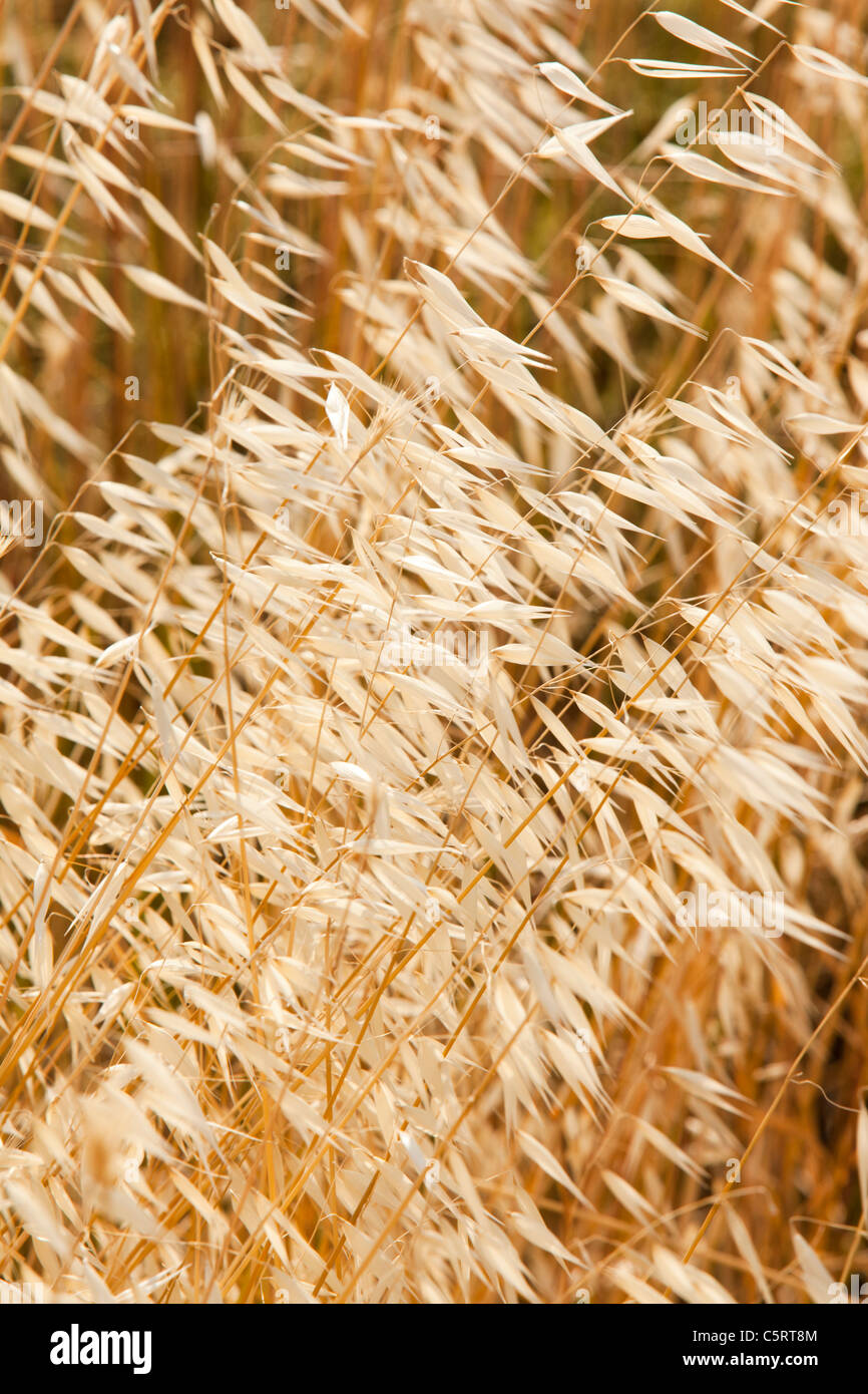 Dried grass seed heads on Lesbos, Greece Stock Photo - Alamy