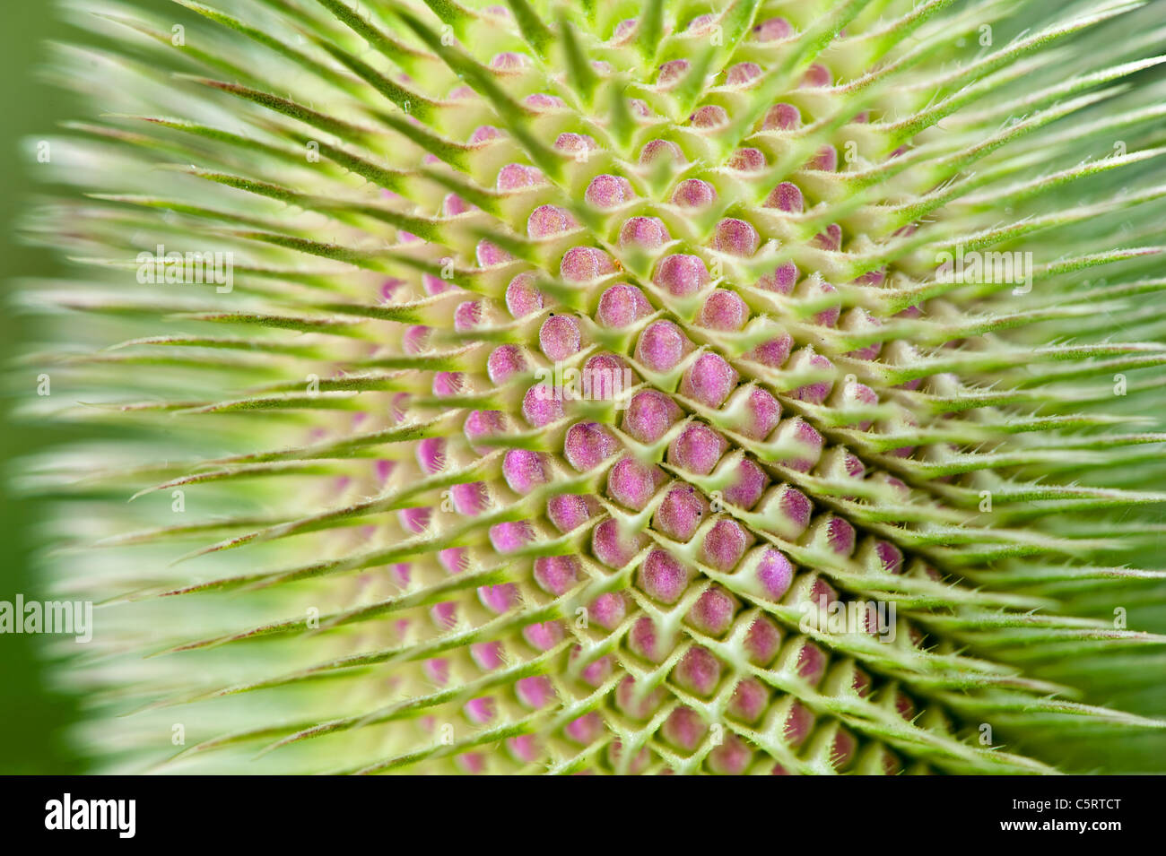 A single Teasel Flower head - Dipsacus fullonum Stock Photo - Alamy