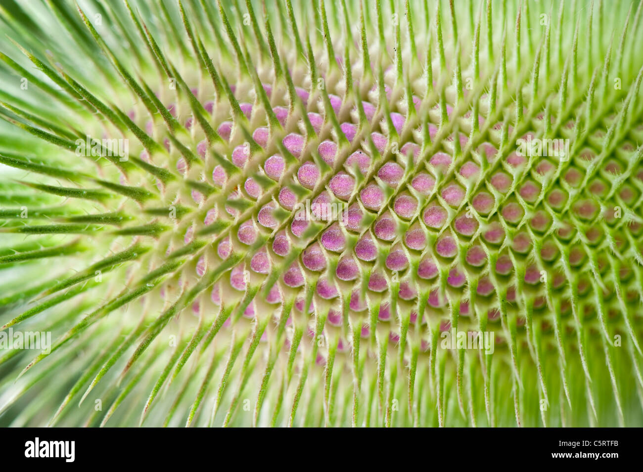 A single Teasel Flower head - Dipsacus fullonum Stock Photo - Alamy