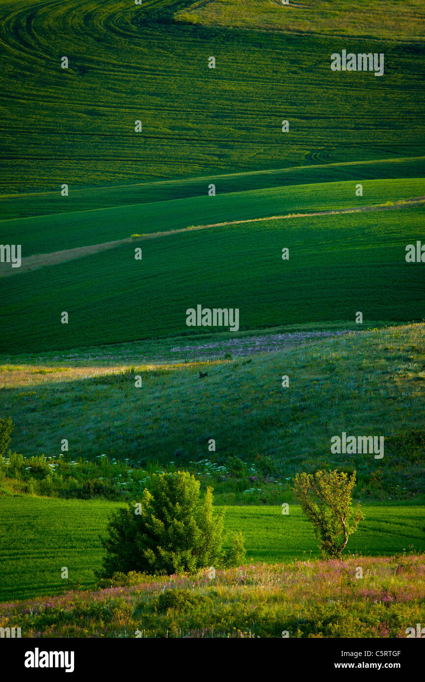Rolling Palouse landscape as seen from Steptoe Butte state park in ...