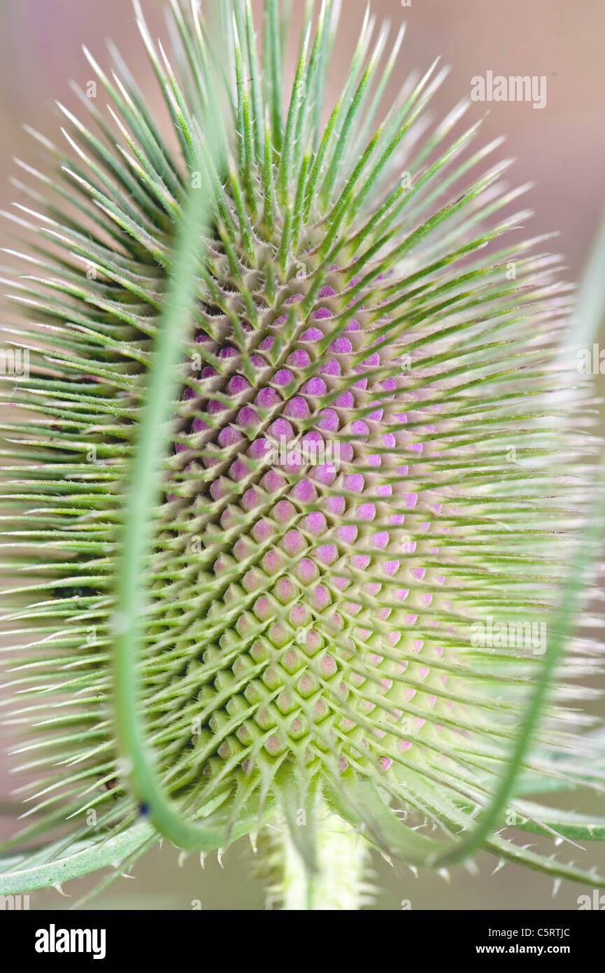 A single Teasel Flower head - Dipsacus fullonum Stock Photo - Alamy
