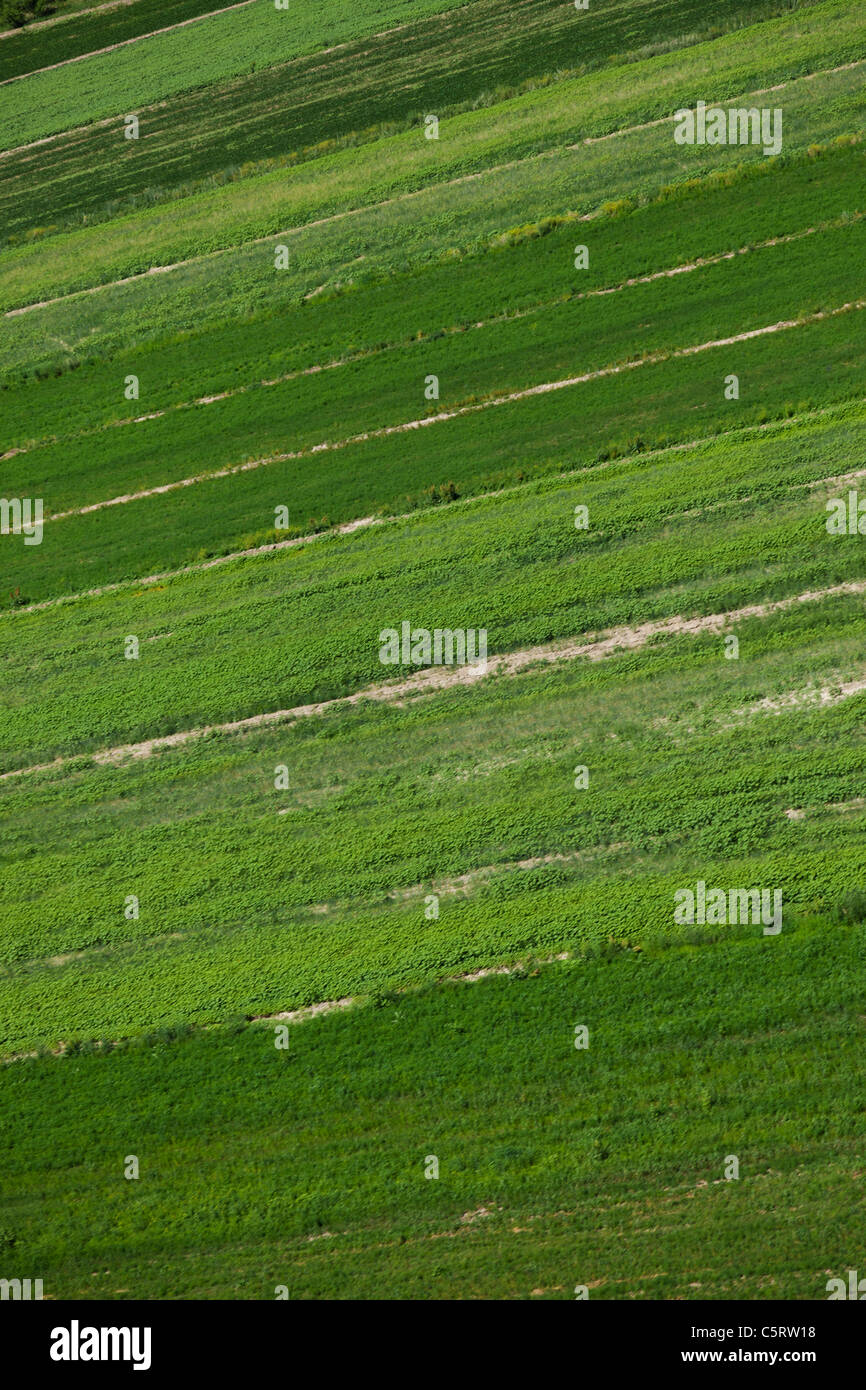 Green striped fields with roads between them, a kind from height Stock ...