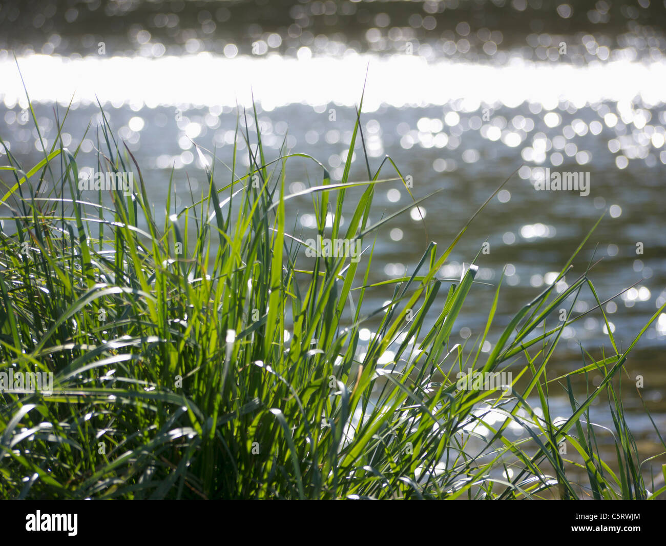 Germany, Bavaria, Munich, Close up of grasses at Isar river Stock Photo ...
