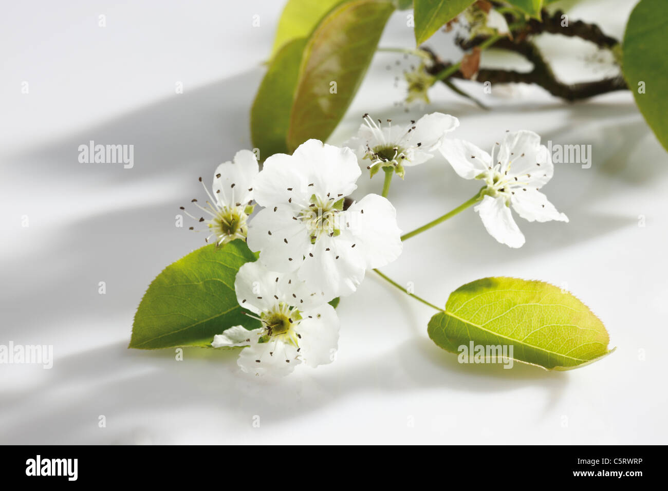 Nashi pear hi-res stock photography and images - Alamy