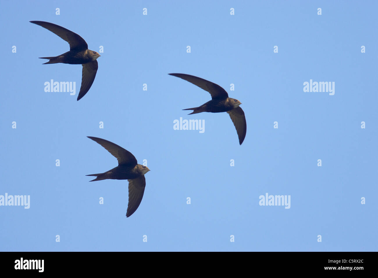 Common Swift Flight Stock Photos & Common Swift Flight Stock Images - Alamy