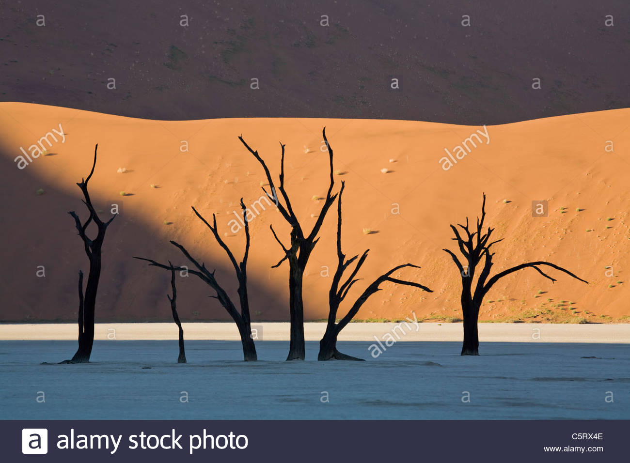 Africa Namibia Deadvlei Dead Trees Stock Photos & Africa Namibia ...