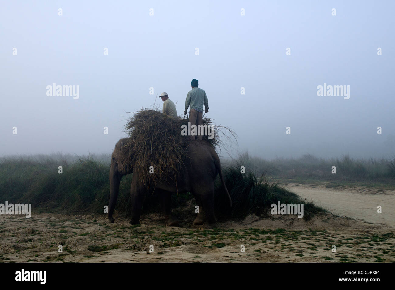 Men riding on an elephant harvesting reed in the Chitwan National Park ...