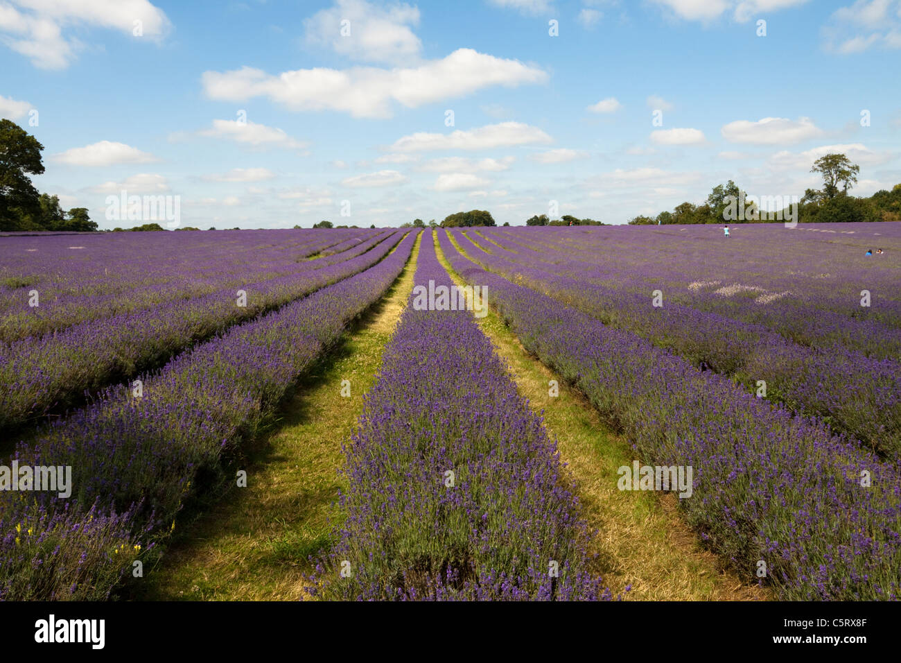Lavender surrey uk hi-res stock photography and images - Alamy