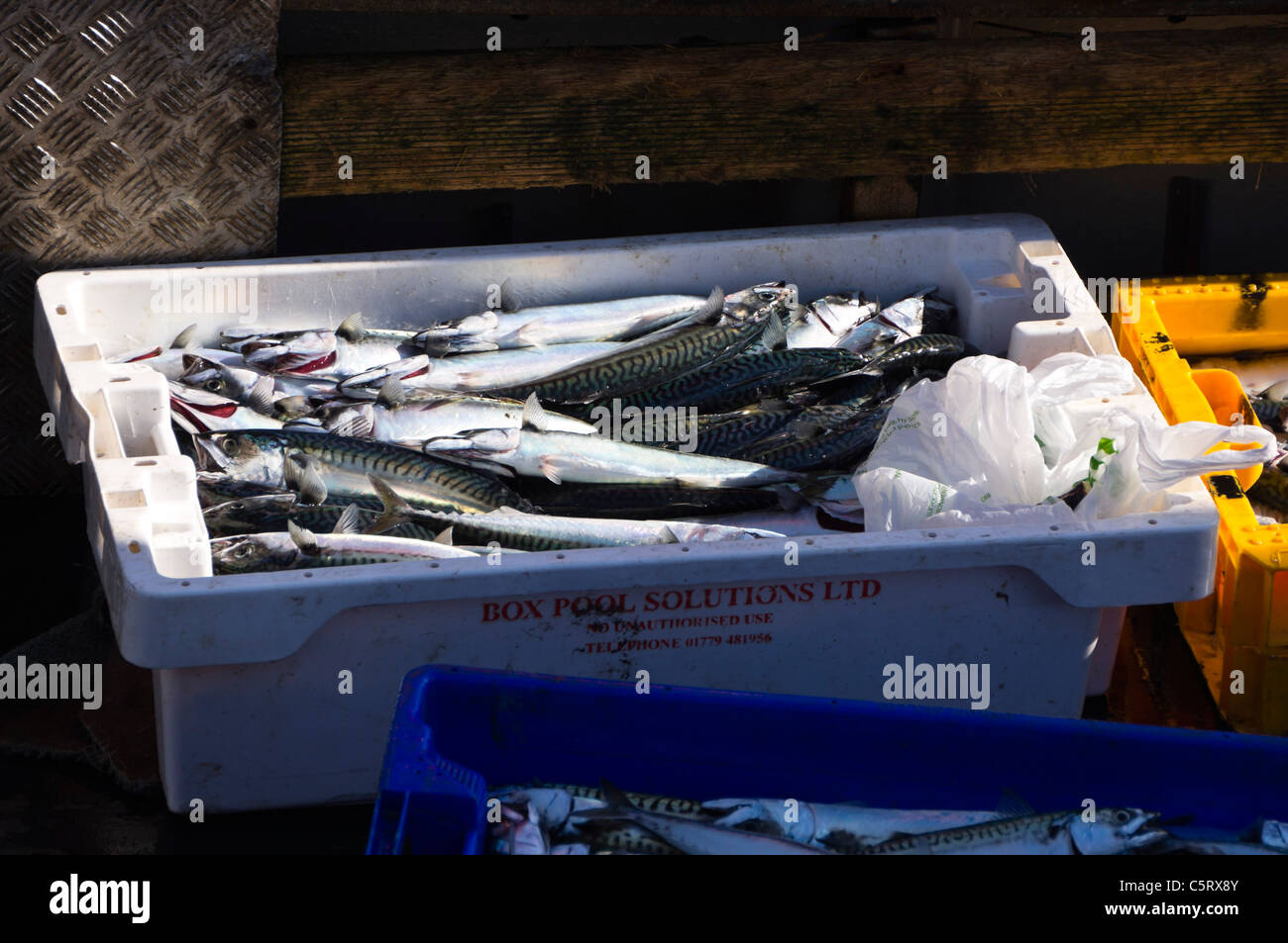 Mackerel catch england hi-res stock photography and images - Alamy