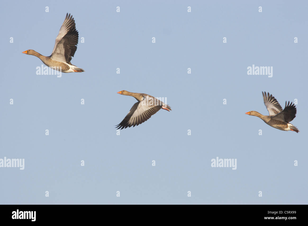 Greylag Geese - In flight Anser anser Oare Marshes RSPB Reserve Kent ...