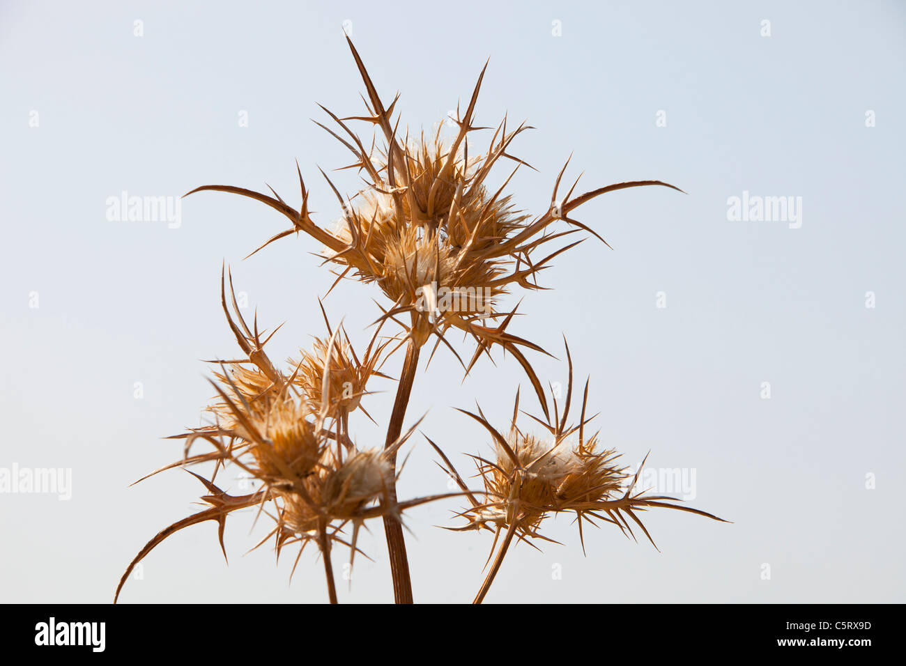 Dried thistle heads on Lesbos, Greece Stock Photo - Alamy