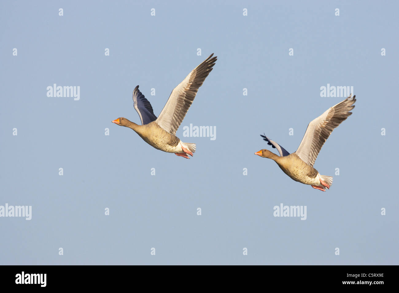 Greylag Geese - In flight Anser anser Oare Marshes RSPB Reserve Kent ...