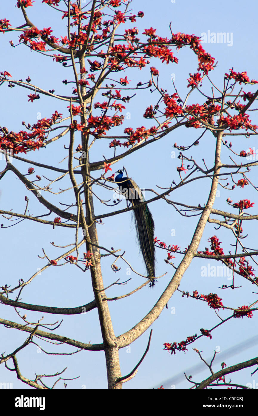 Peacock resting in a flowering tree in the Chitwan National Park ...