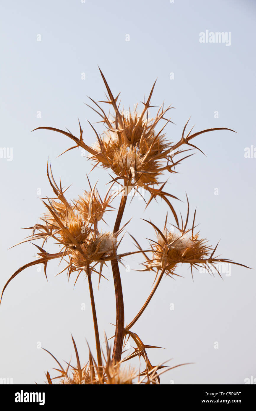 Thistle heads hi-res stock photography and images - Alamy