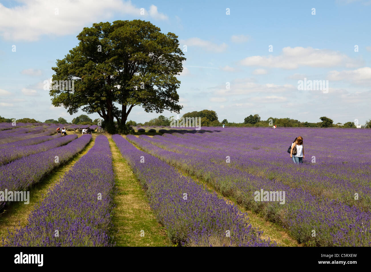 Lavender field, surrey, uk hi-res stock photography and images - Alamy