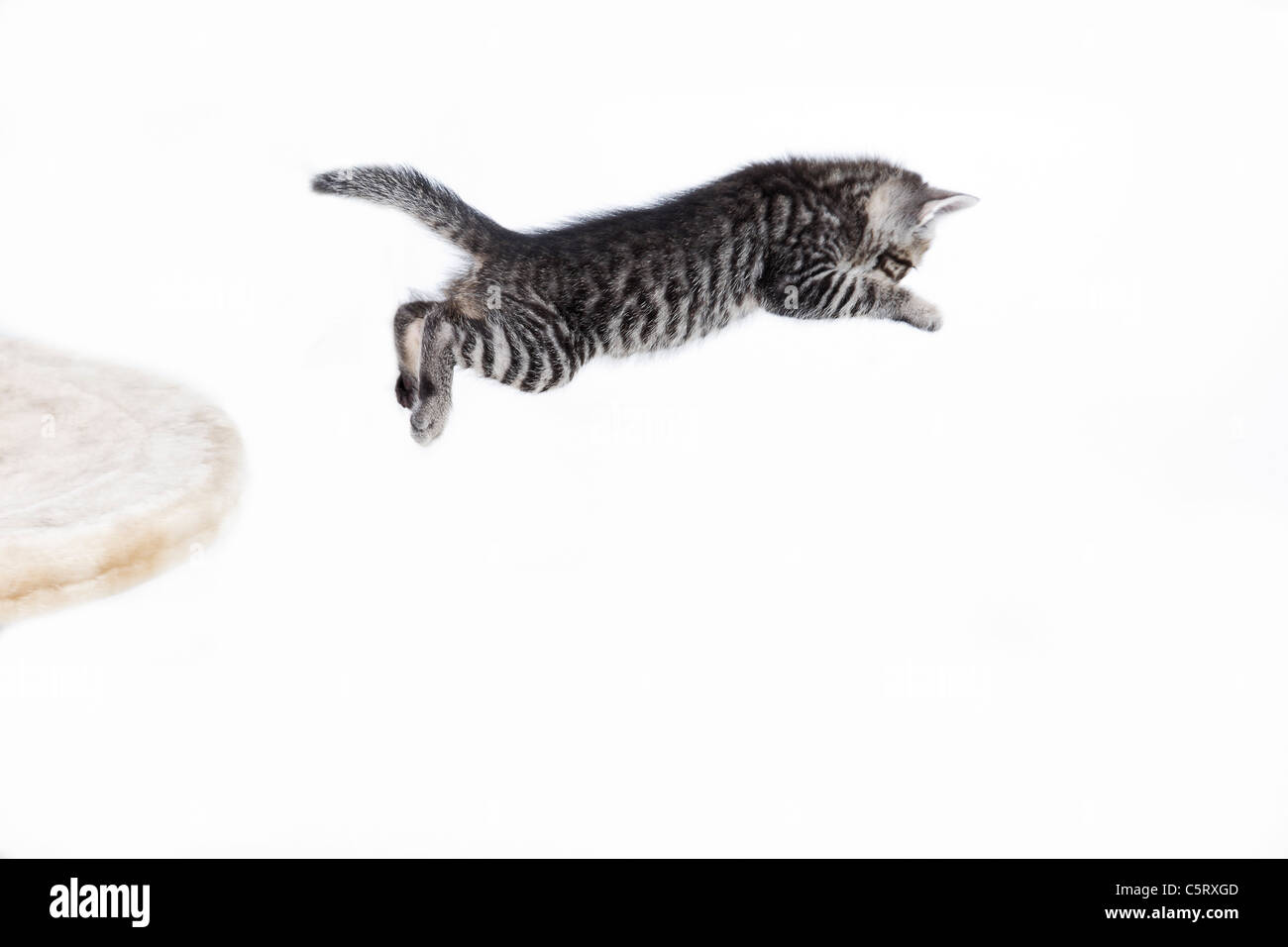 Domestic cat, kitten jumping Stock Photo - Alamy