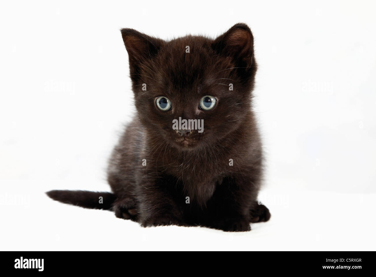 Black kitten hi-res stock photography and images - Alamy