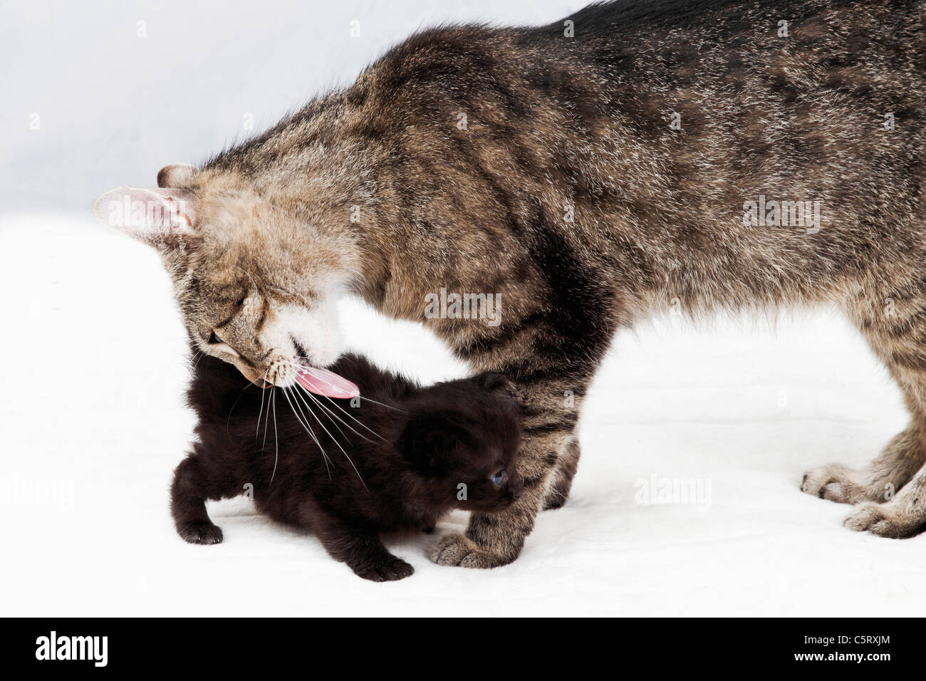 Cat licking cat hi-res stock photography and images - Alamy