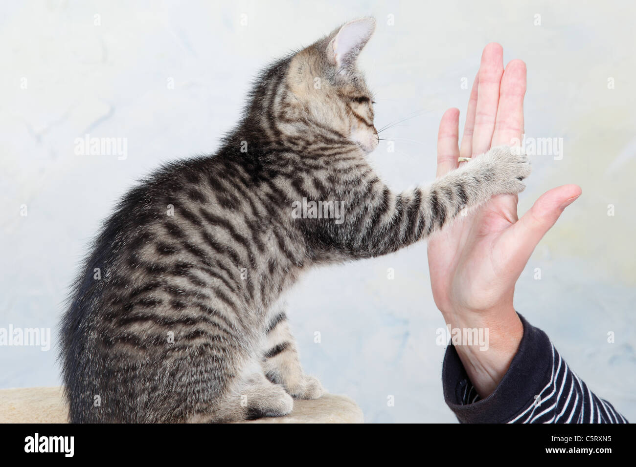 Cat playing with hand hi-res stock photography and images - Alamy