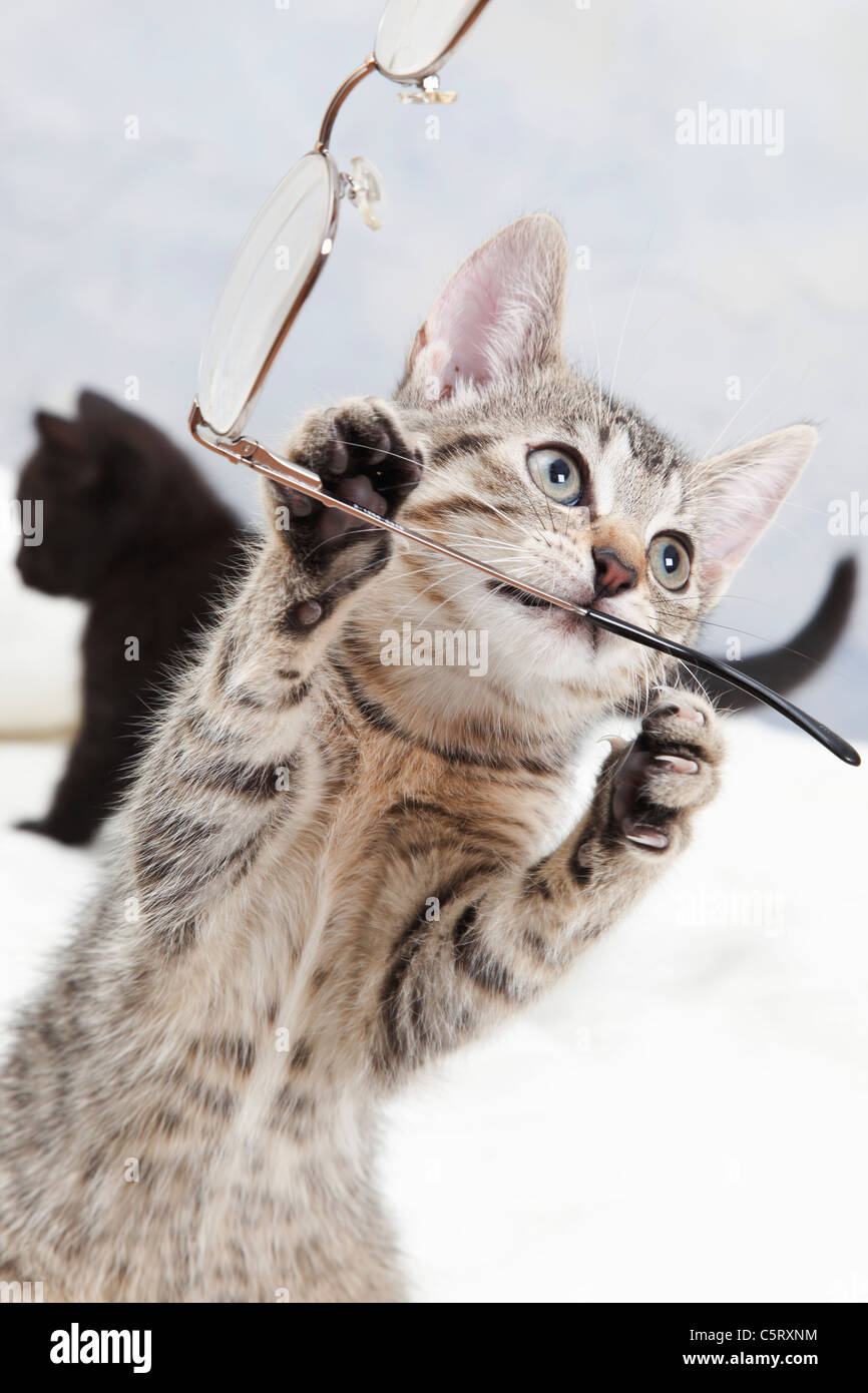 Playing cat hi-res stock photography and images - Alamy