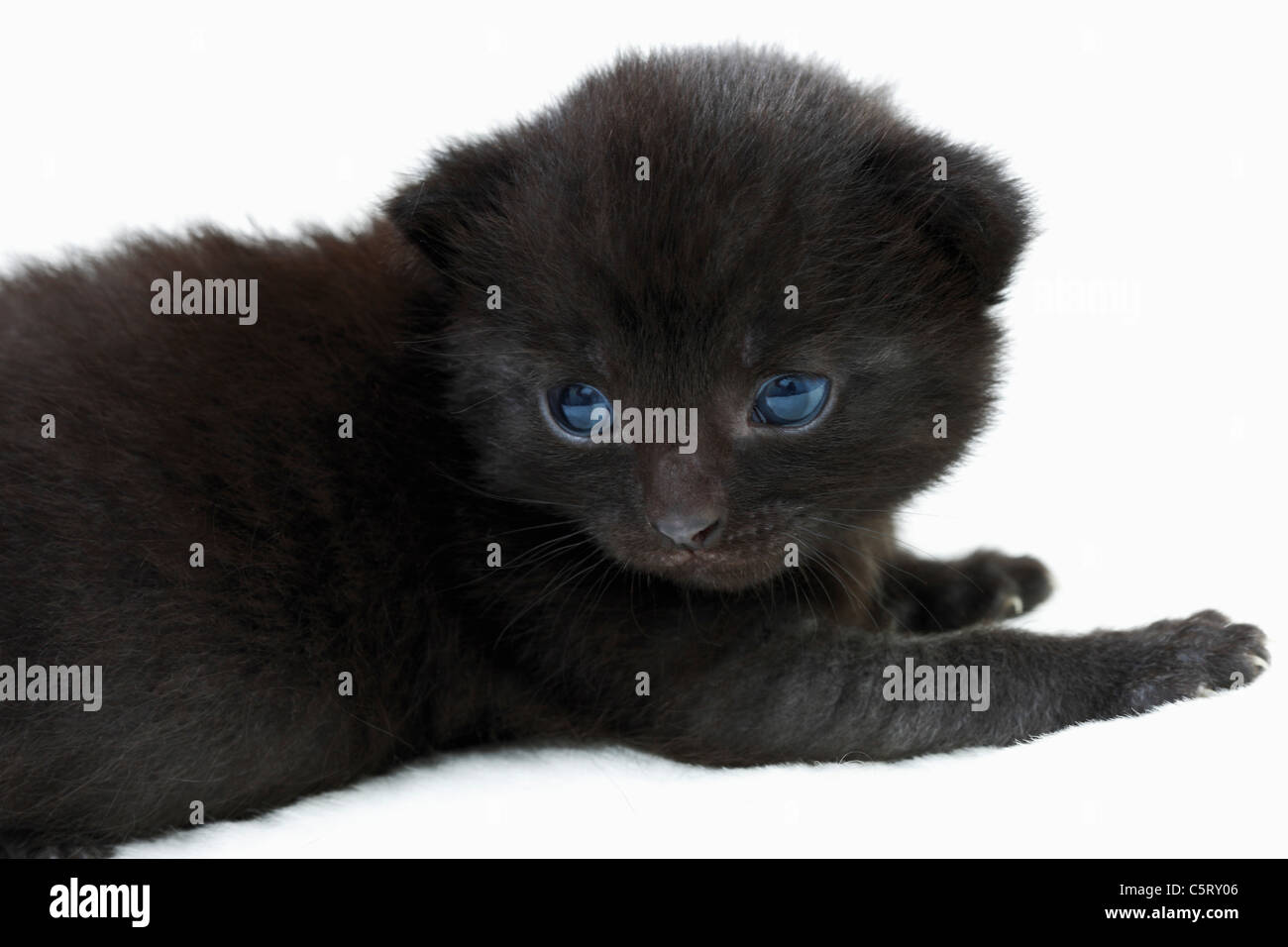 Black domestic cat side view hi-res stock photography and images - Alamy