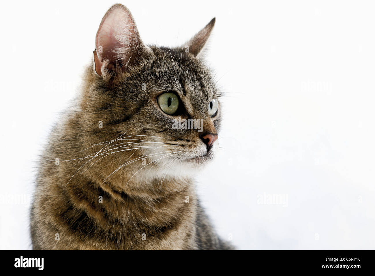 Cat portrait hi-res stock photography and images - Alamy