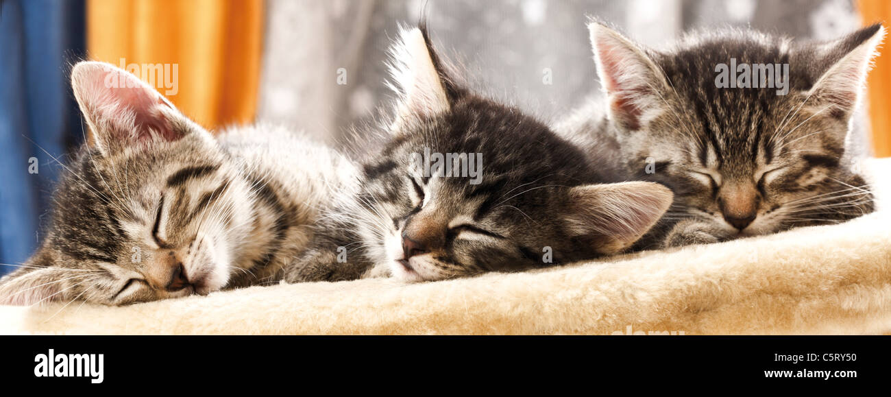 Portrait of cats hi-res stock photography and images - Alamy