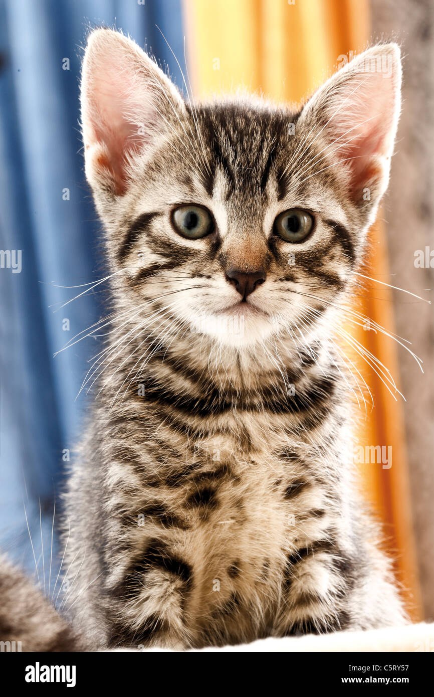 Domestic cat, kitten, portrait, close-up Stock Photo - Alamy