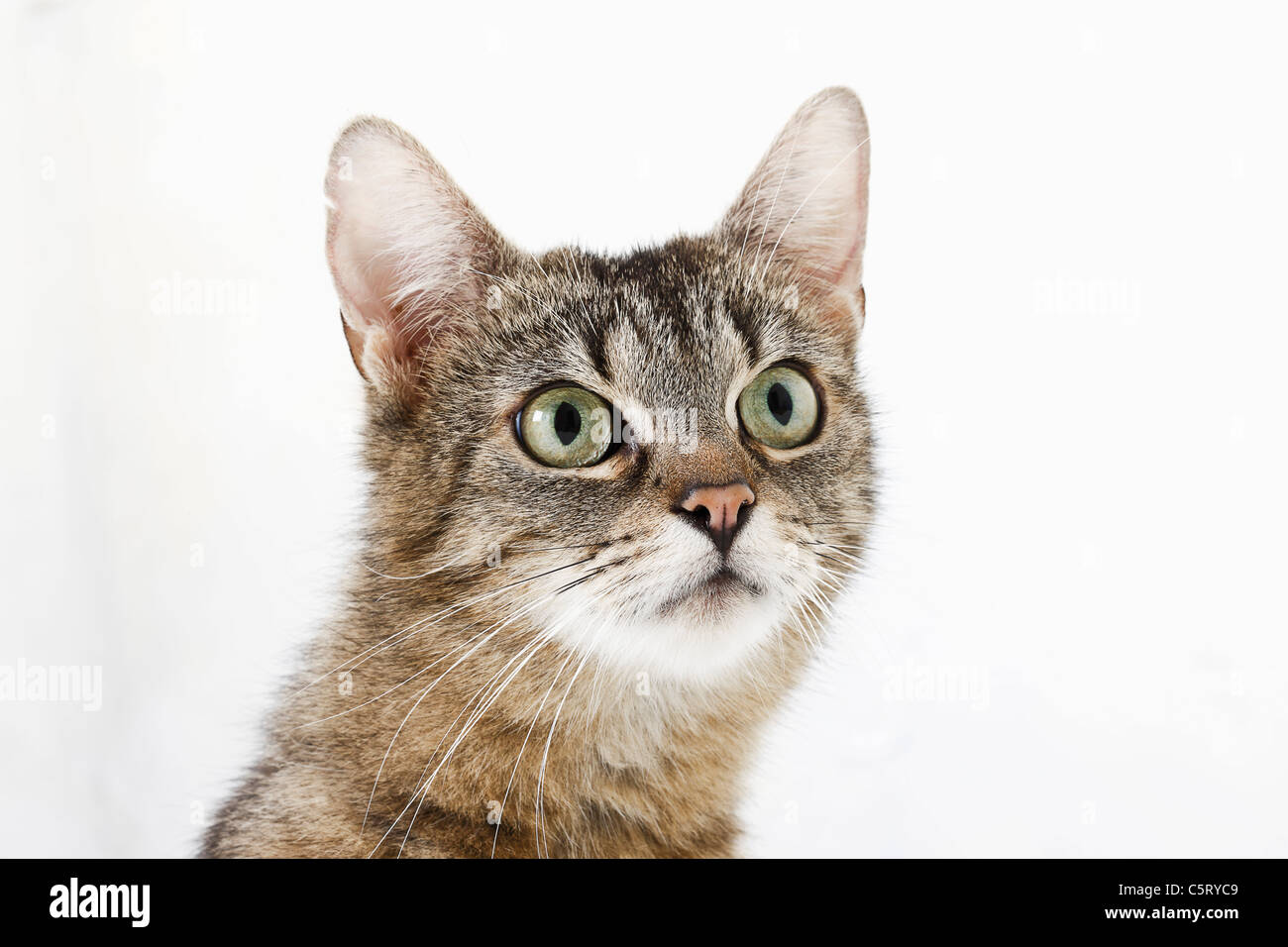 Domestic cat, portrait of a kitten, close-up Stock Photo - Alamy