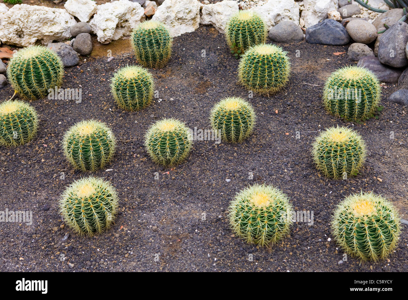 Numbers of cacti Stock Photo - Alamy