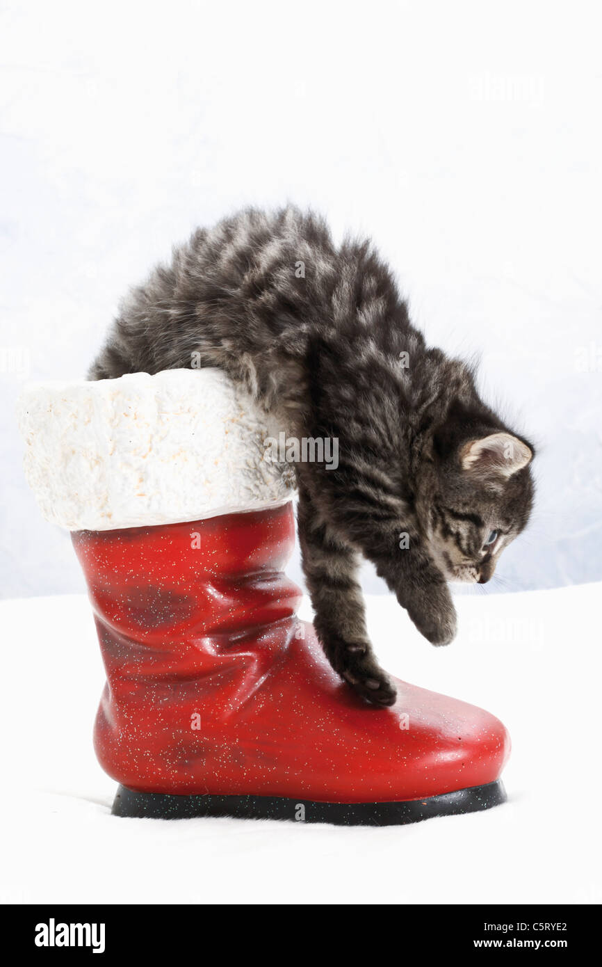 Domestic cat, kitten in santa claus boot, side view Stock Photo - Alamy