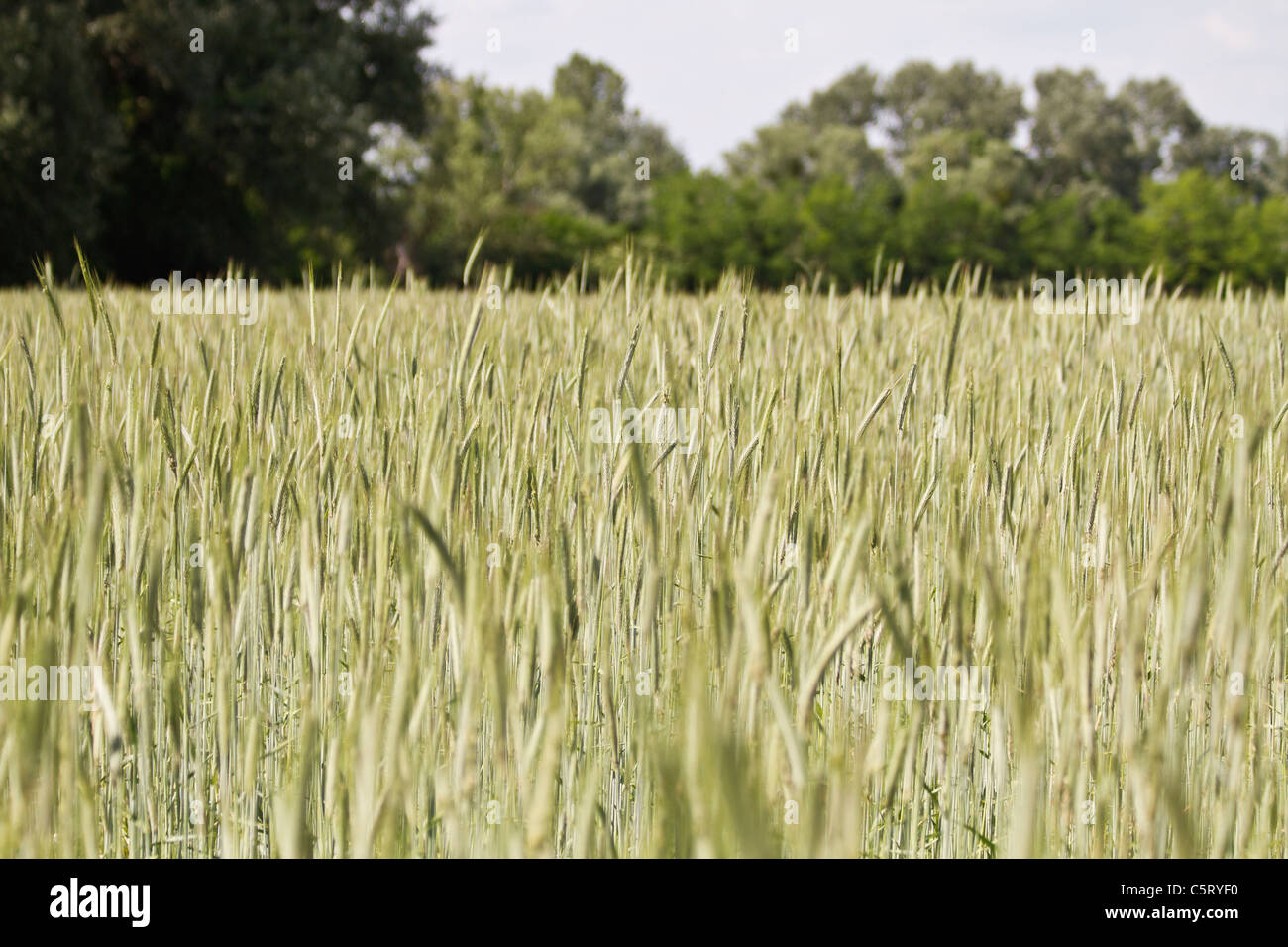 Lobau hi-res stock photography and images - Alamy