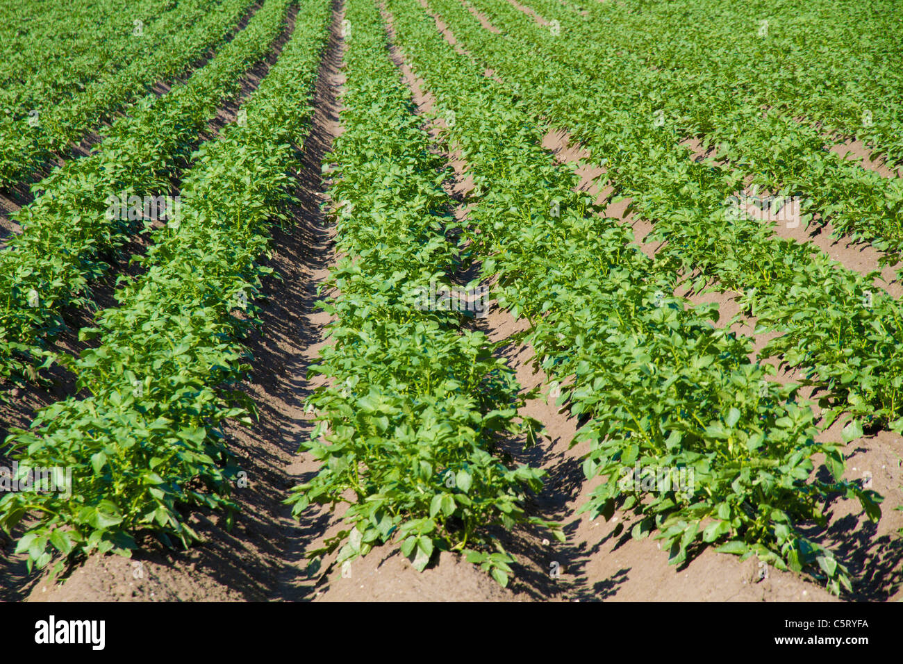 Potato field rows soil hi-res stock photography and images - Alamy