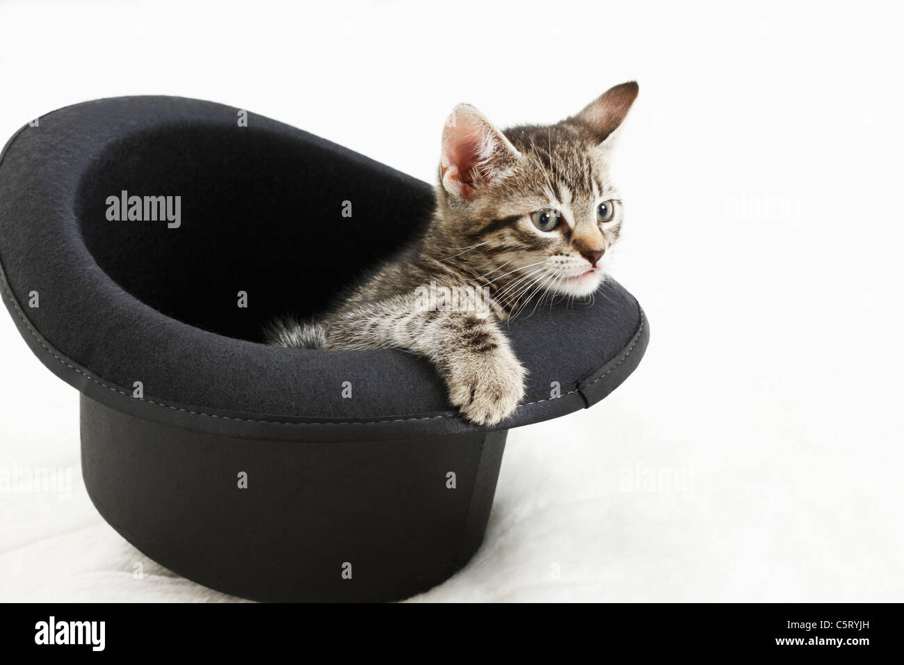 Cat portrait hat hi-res stock photography and images - Alamy