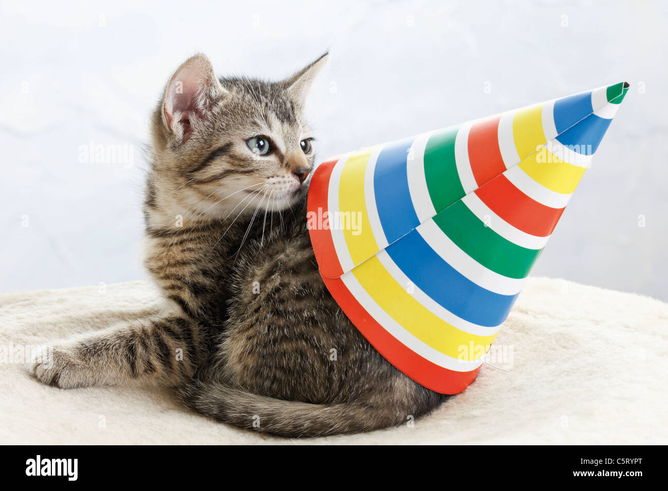 Domestic cat, kitten wearing carnival hat, portrait Stock Photo - Alamy
